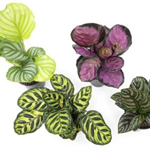 Calathea Prayer Plants Live House Plants Kit (4 PK), Calathea Plant Live Indoor Plants Live Houseplants, Live House Plants Indoors Live Plants Indoor, Live Indoor House Plants Live by Plants for Pets