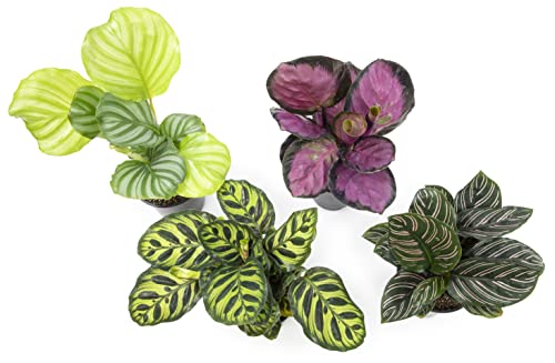 Calathea Prayer Plants Live House Plants Kit (4 PK), Calathea Plant Live Indoor Plants Live Houseplants, Live House Plants Indoors Live Plants Indoor, Live Indoor House Plants Live by Plants for Pets