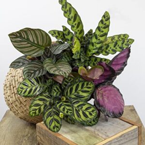 Calathea Prayer Plants Live House Plants Kit (4 PK), Calathea Plant Live Indoor Plants Live Houseplants, Live House Plants Indoors Live Plants Indoor, Live Indoor House Plants Live by Plants for Pets