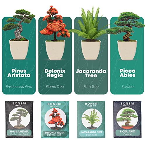 Indoor Bonsai Tree Kit - Bonsai Tree Starter Plant Kit + Bonsai Seeds Gift Sets - Arts and Crafts DIY Kits for Adults, Unique Gardening Gifts for Women & Men, Plant Lovers Gift Gardening Craft Kits