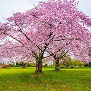 qauzuy garden 50pcs bonsai tree japanese sakura seeds rare japanese cherry blossoms flowers seeds in bonsai pink prunus serrulata fragrant fast-growing low-maintenance