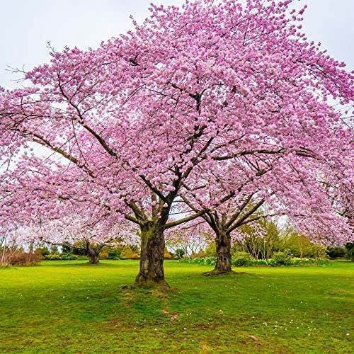 QAUZUY GARDEN 50PCS Bonsai Tree Japanese Sakura Seeds Rare Japanese Cherry Blossoms Flowers Seeds in Bonsai Pink Prunus Serrulata Fragrant Fast-Growing Low-Maintenance