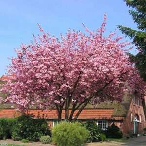 QAUZUY GARDEN 50PCS Bonsai Tree Japanese Sakura Seeds Rare Japanese Cherry Blossoms Flowers Seeds in Bonsai Pink Prunus Serrulata Fragrant Fast-Growing Low-Maintenance