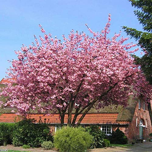 QAUZUY GARDEN 50PCS Bonsai Tree Japanese Sakura Seeds Rare Japanese Cherry Blossoms Flowers Seeds in Bonsai Pink Prunus Serrulata Fragrant Fast-Growing Low-Maintenance