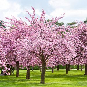 QAUZUY GARDEN 50PCS Bonsai Tree Japanese Sakura Seeds Rare Japanese Cherry Blossoms Flowers Seeds in Bonsai Pink Prunus Serrulata Fragrant Fast-Growing Low-Maintenance