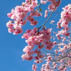 QAUZUY GARDEN 50PCS Bonsai Tree Japanese Sakura Seeds Rare Japanese Cherry Blossoms Flowers Seeds in Bonsai Pink Prunus Serrulata Fragrant Fast-Growing Low-Maintenance