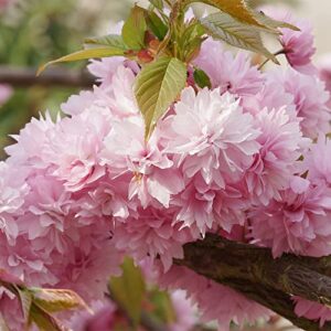 QAUZUY GARDEN 50PCS Bonsai Tree Japanese Sakura Seeds Rare Japanese Cherry Blossoms Flowers Seeds in Bonsai Pink Prunus Serrulata Fragrant Fast-Growing Low-Maintenance