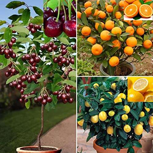 150+ Dwarf Bonsai Fruit Tree Seeds for Planting, 50+ Lemon Tree Seeds /50+ Cherry Tree Seeds /50+ Orange Tree Seeds (3 Variety Individual Packs)