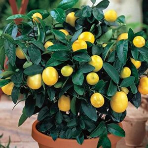 150+ Dwarf Bonsai Fruit Tree Seeds for Planting, 50+ Lemon Tree Seeds /50+ Cherry Tree Seeds /50+ Orange Tree Seeds (3 Variety Individual Packs)