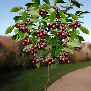 150+ Dwarf Bonsai Fruit Tree Seeds for Planting, 50+ Lemon Tree Seeds /50+ Cherry Tree Seeds /50+ Orange Tree Seeds (3 Variety Individual Packs)