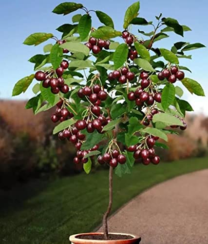 150+ Dwarf Bonsai Fruit Tree Seeds for Planting, 50+ Lemon Tree Seeds /50+ Cherry Tree Seeds /50+ Orange Tree Seeds (3 Variety Individual Packs)