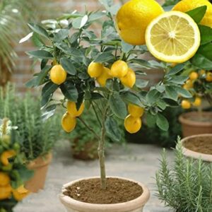 150+ Dwarf Bonsai Fruit Tree Seeds for Planting, 50+ Lemon Tree Seeds /50+ Cherry Tree Seeds /50+ Orange Tree Seeds (3 Variety Individual Packs)