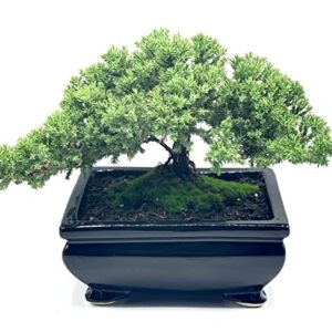 Live Dwarf Juniper Bonsai Tree | Indoor/Outdoor | 100% Handcrafted| Home and Office Décor | Best Gift for Holiday (L)