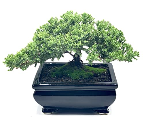 Live Dwarf Juniper Bonsai Tree | Indoor/Outdoor | 100% Handcrafted| Home and Office Décor | Best Gift for Holiday (L)