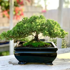 Live Dwarf Juniper Bonsai Tree | Indoor/Outdoor | 100% Handcrafted| Home and Office Décor | Best Gift for Holiday (L)