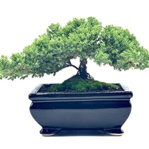 Live Dwarf Juniper Bonsai Tree | Indoor/Outdoor | 100% Handcrafted| Home and Office Décor | Best Gift for Holiday (L)