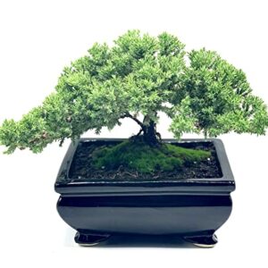 Live Dwarf Juniper Bonsai Tree | Indoor/Outdoor | 100% Handcrafted| Home and Office Décor | Best Gift for Holiday (L)