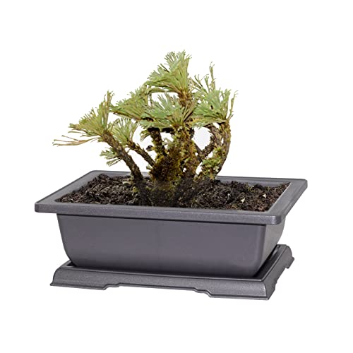 Towjaw 3pcs Bonsai Pots with Humidity Trays,Plastic Bonsai Tree Pot,Indoor Decor Garden Yard,Plastic Bonsai Training Pots,9 Inch Bonsai Tree Pots Kit