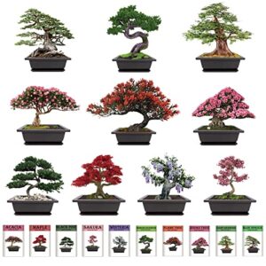 meekear 10 bonsai seeds kit, growing into acacia, wisteria, sakura, red maple, black pine, blue spruce, chinese boxwood, dawn redwood, flame tree, judas tree for indoor outdoor garden diy gifts