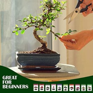 Meekear 10 Bonsai Seeds Kit, Growing into Acacia, Wisteria, Sakura, Red Maple, Black Pine, Blue Spruce, Chinese Boxwood, Dawn Redwood, Flame Tree, Judas Tree for Indoor Outdoor Garden DIY Gifts