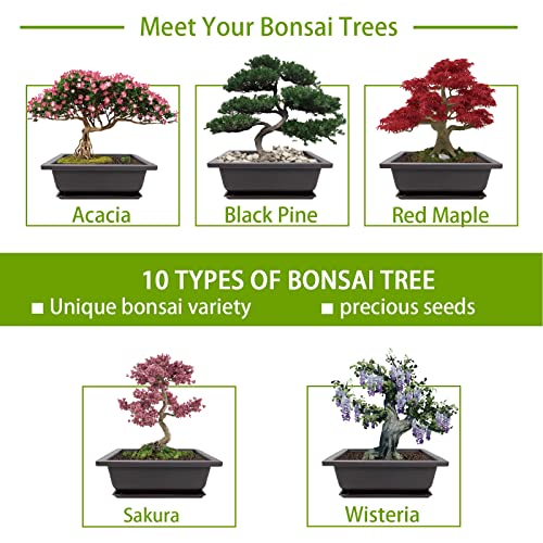 Meekear 10 Bonsai Seeds Kit, Growing into Acacia, Wisteria, Sakura, Red Maple, Black Pine, Blue Spruce, Chinese Boxwood, Dawn Redwood, Flame Tree, Judas Tree for Indoor Outdoor Garden DIY Gifts