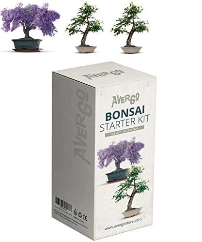 Bonsai Tree Seed Kit - Japanese Bonsai Trees 1x Jacaranda + 2X Locust | Complete Indoor Starter Kit for Growing Bonsai Seeds + Tools + Planters | Gardening Gifts for Women & Men