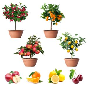 qevjekr 200+ mix dwarf bonsai fruit tree seeds for planting, 4 variety individual packs, 50+ lemon tree seeds 50+ cherry tree seeds 50+ orange tree seeds 50+ apple seeds organic heirloom fruit seeds