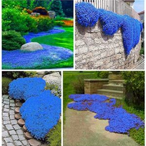 10000+ Blue Creeping Thyme Seeds for Planting, Dwarf Ground Cover Plants Easy to Grow,Ornamental Perennial Flower Seeds