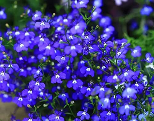 10000+ Blue Creeping Thyme Seeds for Planting, Dwarf Ground Cover Plants Easy to Grow,Ornamental Perennial Flower Seeds