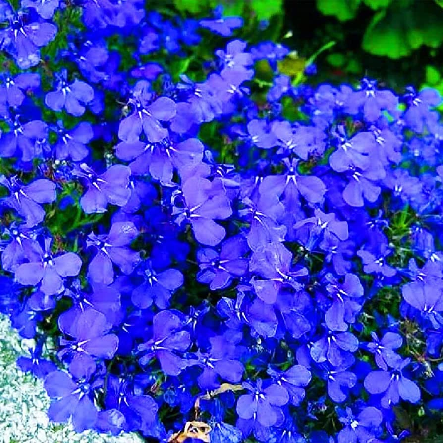 10000+ Blue Creeping Thyme Seeds for Planting, Dwarf Ground Cover Plants Easy to Grow,Ornamental Perennial Flower Seeds