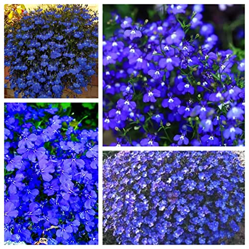 10000+ Blue Creeping Thyme Seeds for Planting, Dwarf Ground Cover Plants Easy to Grow,Ornamental Perennial Flower Seeds