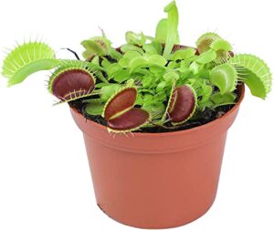 altman plants, live venus fly trap live plant, live venus flytrap live plants indoor in venus fly trap soil, indoor plants live houseplants in venus fly trap pot, venus fly trap plant house plants