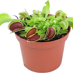 Altman Plants, Live Venus Fly Trap Live Plant, Live Venus Flytrap Live Plants Indoor in Venus Fly Trap Soil, Indoor Plants Live Houseplants in Venus Fly Trap Pot, Venus Fly Trap Plant House Plants