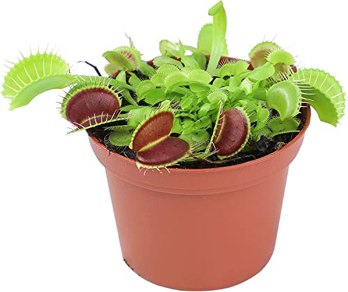 Altman Plants, Live Venus Fly Trap Live Plant, Live Venus Flytrap Live Plants Indoor in Venus Fly Trap Soil, Indoor Plants Live Houseplants in Venus Fly Trap Pot, Venus Fly Trap Plant House Plants