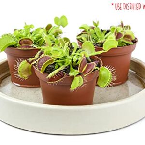 Altman Plants, Live Venus Fly Trap Live Plant, Live Venus Flytrap Live Plants Indoor in Venus Fly Trap Soil, Indoor Plants Live Houseplants in Venus Fly Trap Pot, Venus Fly Trap Plant House Plants