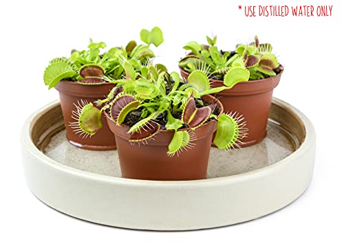 Altman Plants, Live Venus Fly Trap Live Plant, Live Venus Flytrap Live Plants Indoor in Venus Fly Trap Soil, Indoor Plants Live Houseplants in Venus Fly Trap Pot, Venus Fly Trap Plant House Plants