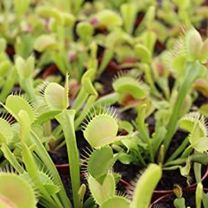 Altman Plants, Live Venus Fly Trap Live Plant, Live Venus Flytrap Live Plants Indoor in Venus Fly Trap Soil, Indoor Plants Live Houseplants in Venus Fly Trap Pot, Venus Fly Trap Plant House Plants