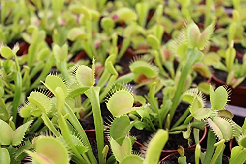 Altman Plants, Live Venus Fly Trap Live Plant, Live Venus Flytrap Live Plants Indoor in Venus Fly Trap Soil, Indoor Plants Live Houseplants in Venus Fly Trap Pot, Venus Fly Trap Plant House Plants