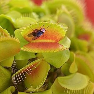 Altman Plants, Live Venus Fly Trap Live Plant, Live Venus Flytrap Live Plants Indoor in Venus Fly Trap Soil, Indoor Plants Live Houseplants in Venus Fly Trap Pot, Venus Fly Trap Plant House Plants