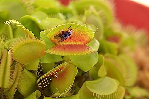 Altman Plants, Live Venus Fly Trap Live Plant, Live Venus Flytrap Live Plants Indoor in Venus Fly Trap Soil, Indoor Plants Live Houseplants in Venus Fly Trap Pot, Venus Fly Trap Plant House Plants