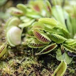 Altman Plants, Live Venus Fly Trap Live Plant, Live Venus Flytrap Live Plants Indoor in Venus Fly Trap Soil, Indoor Plants Live Houseplants in Venus Fly Trap Pot, Venus Fly Trap Plant House Plants