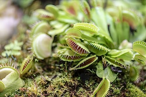 Altman Plants, Live Venus Fly Trap Live Plant, Live Venus Flytrap Live Plants Indoor in Venus Fly Trap Soil, Indoor Plants Live Houseplants in Venus Fly Trap Pot, Venus Fly Trap Plant House Plants