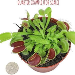 Altman Plants, Live Venus Fly Trap Live Plant, Live Venus Flytrap Live Plants Indoor in Venus Fly Trap Soil, Indoor Plants Live Houseplants in Venus Fly Trap Pot, Venus Fly Trap Plant House Plants