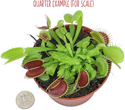 Altman Plants, Live Venus Fly Trap Live Plant, Live Venus Flytrap Live Plants Indoor in Venus Fly Trap Soil, Indoor Plants Live Houseplants in Venus Fly Trap Pot, Venus Fly Trap Plant House Plants