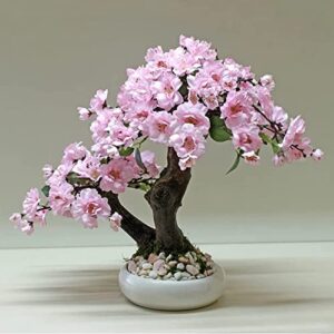 35+ Pcs Bonsai Tree Japanese Sakura Seeds, Rare Japanese Cherry Blossoms Flowers Seeds for Planting, Pink Prunus Serrulata Seeds SB0