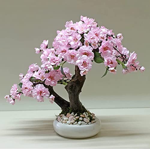 35+ Pcs Bonsai Tree Japanese Sakura Seeds, Rare Japanese Cherry Blossoms Flowers Seeds for Planting, Pink Prunus Serrulata Seeds SB0