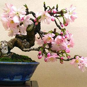 35+ Pcs Bonsai Tree Japanese Sakura Seeds, Rare Japanese Cherry Blossoms Flowers Seeds for Planting, Pink Prunus Serrulata Seeds SB0