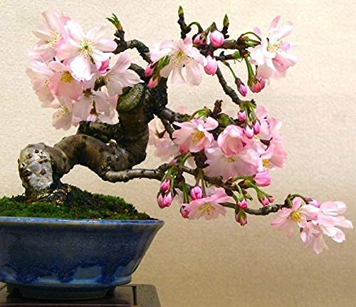 35+ Pcs Bonsai Tree Japanese Sakura Seeds, Rare Japanese Cherry Blossoms Flowers Seeds for Planting, Pink Prunus Serrulata Seeds SB0