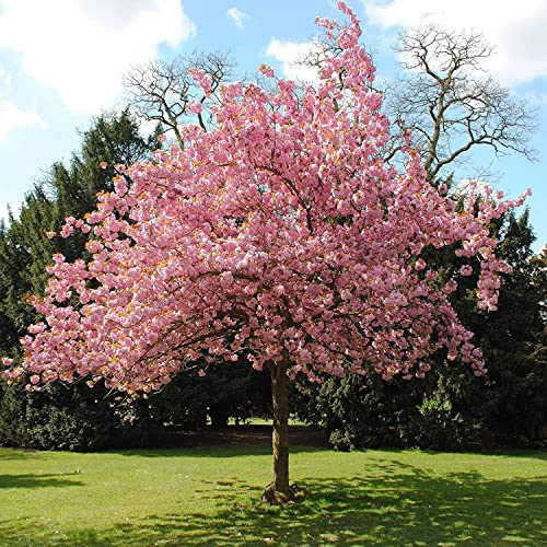 35+ Pcs Bonsai Tree Japanese Sakura Seeds, Rare Japanese Cherry Blossoms Flowers Seeds for Planting, Pink Prunus Serrulata Seeds SB0