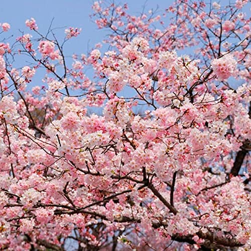 35+ Pcs Bonsai Tree Japanese Sakura Seeds, Rare Japanese Cherry Blossoms Flowers Seeds for Planting, Pink Prunus Serrulata Seeds SB0